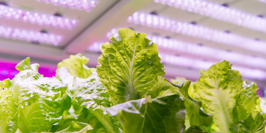 Light Pipes in Vertical Farming | Bivar